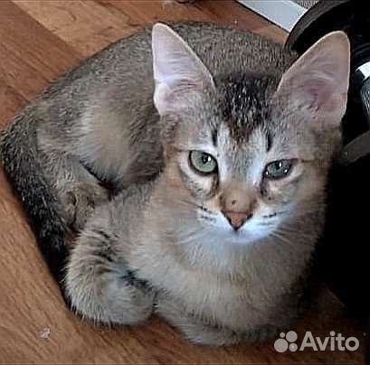 Котёнок, метис абиссинской, мальчик, 4 месяца