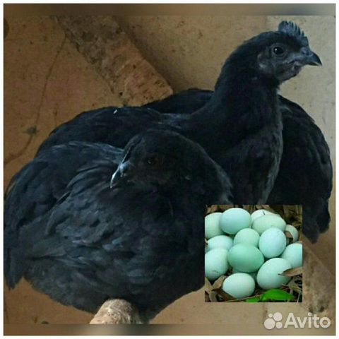 Инкубационное яйцо