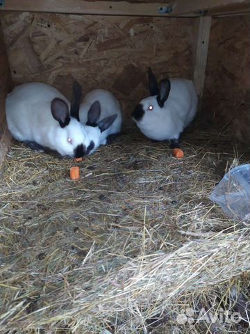 Самка Калифорния