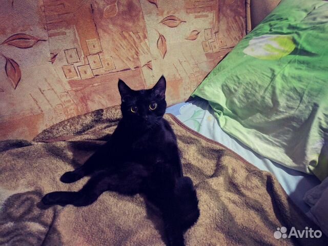 Кот породы чёрный Бамбейский