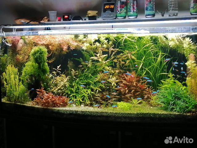 Аквариум комплектом