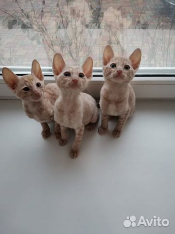 Кошки Корниш-рекс (Cornish Rex)