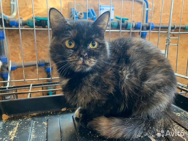 Шотландская прямоухая в дар