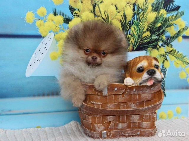 Померанский шпиц