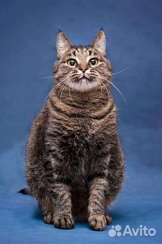 Простая кошка Маша