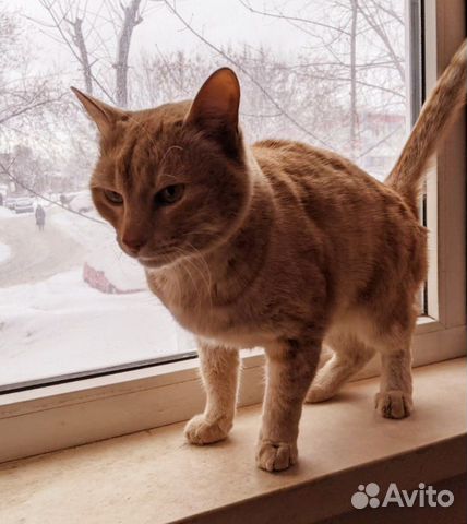 Кот окажется на улице