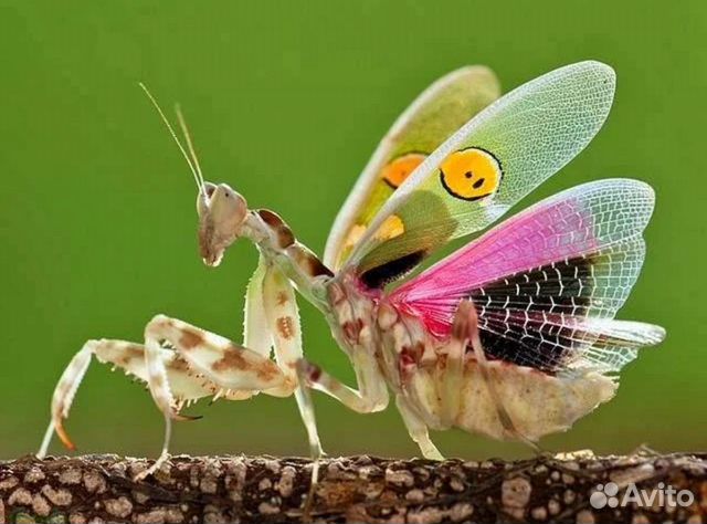 Ищу пару самке индийского цветочного богомола