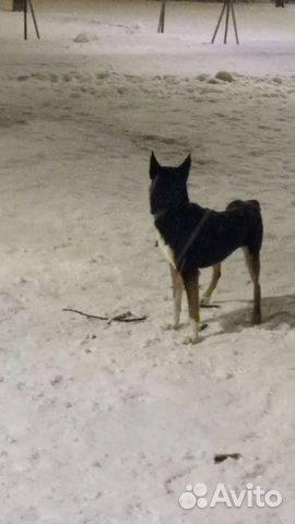 Случка собак