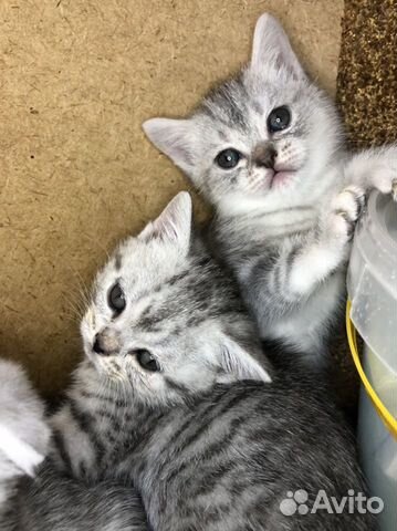 Британские котята