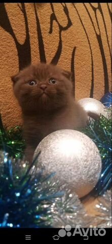 Шотландские котята