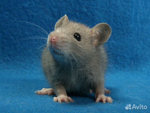 Декоративные крысята