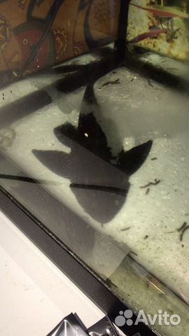 Большой сом в добрые руки