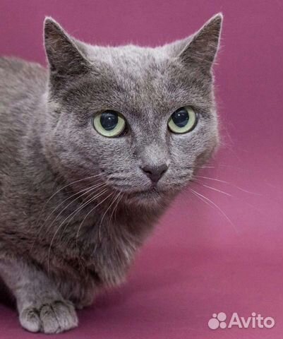 Марьяша ищет дом