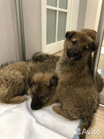 Шенки помесь лайки и маламута