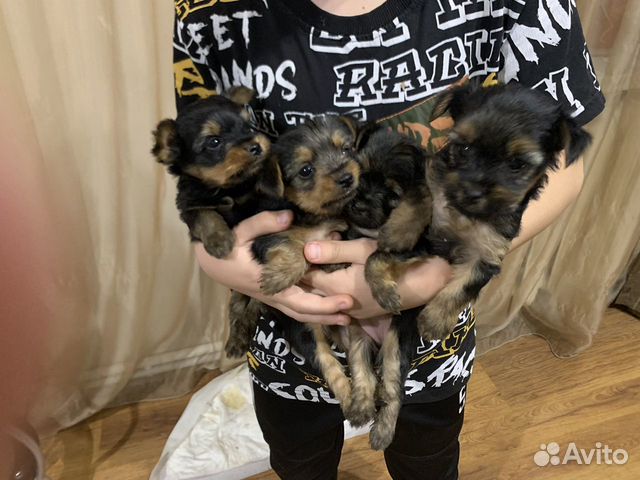 Йоркширский терьер щенки