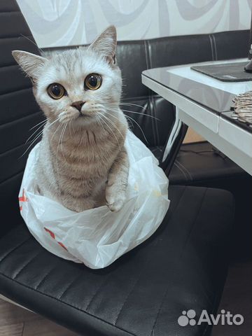 Кошка на вязку
