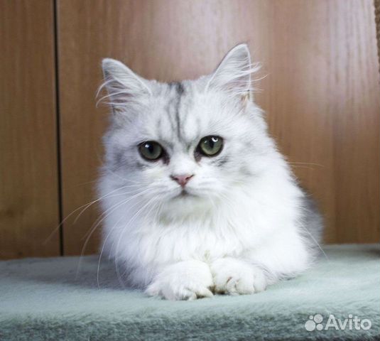 Котята Менуэт (манчкин)