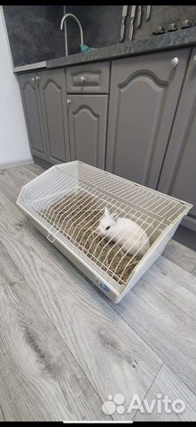 Кролик гермелин