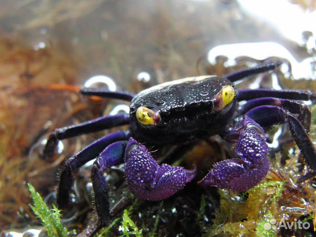 Крабы Вампиры