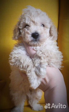 Той пуделяш