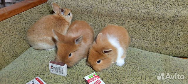 Крольчата месячные карликовые, декоративные