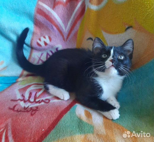 Котенок Маркиза