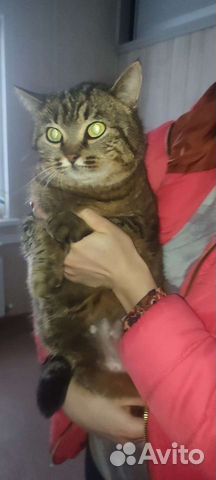 Шотландский кот Очень добрый