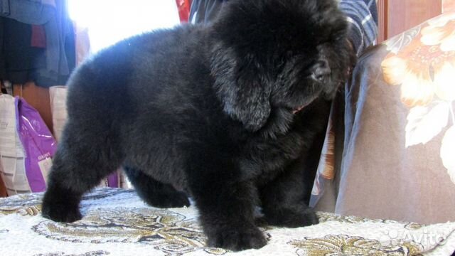 Ньюфо - Медвежата: