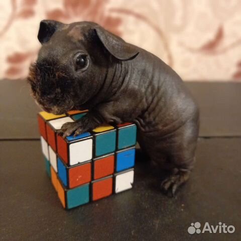 Морские свинки скинни 1,5 месяца