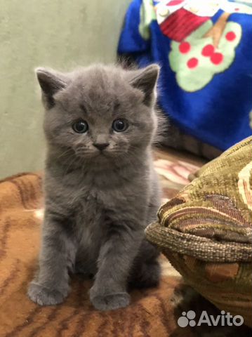 Шотландские котята