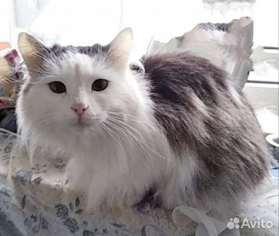 Крупный кот в добрые руки