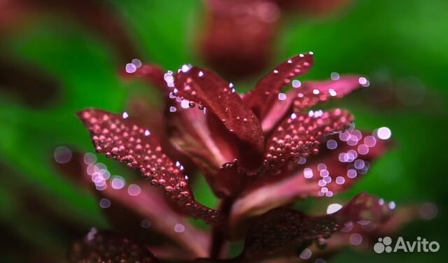 Аквариумные растения.Аквалеон