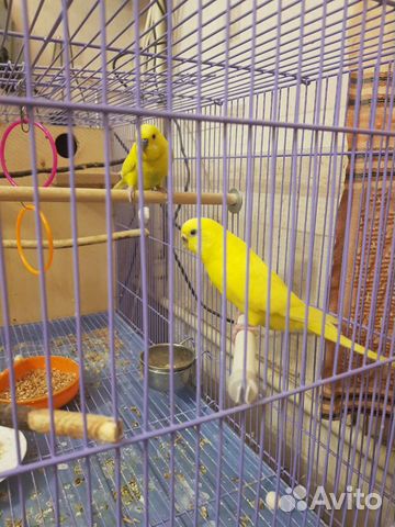 Волнистый попугай с клеткой