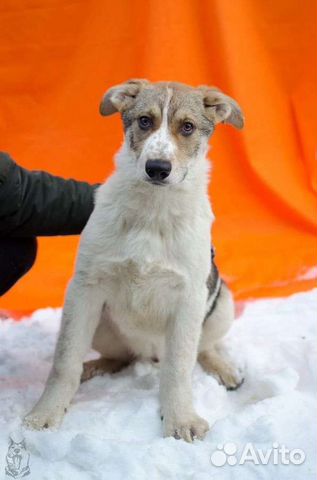 Собачка-щеночек в добрые ручки