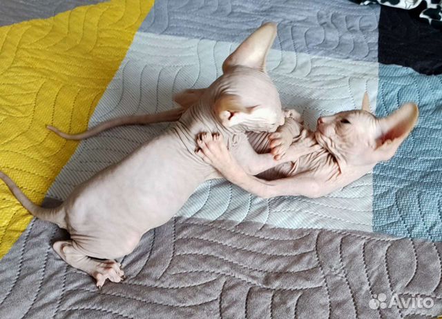 Канадский сфинкс котята