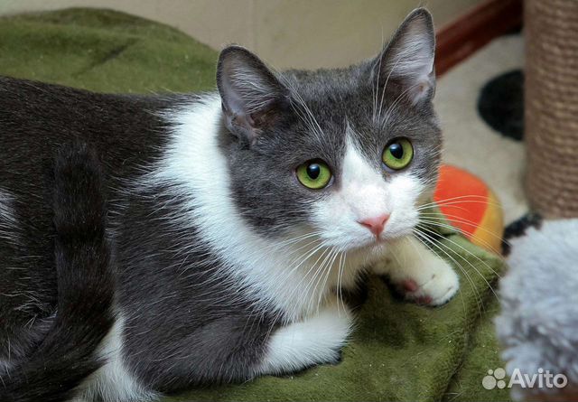 Кот Сеня около 1 года