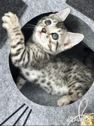Бенгальские котята москва