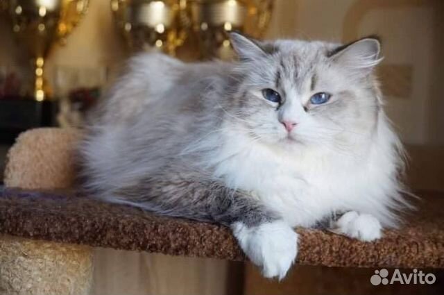 Невская маскарадная