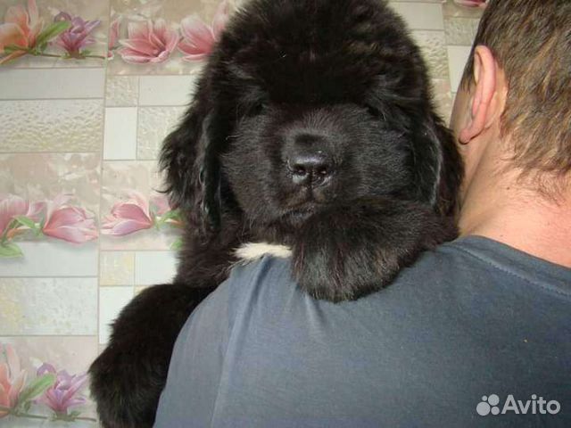 Супер щенки