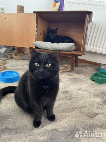 Кошечка Мисти в добрые руки