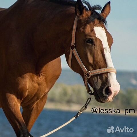 Пристраивается лошадь