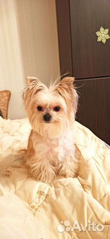 Ищем мальчика Йорка с мультяшной мордашкой весом н