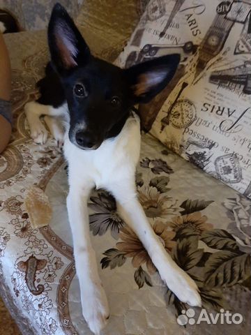 Щенок в добрые руки