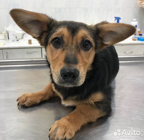 Ушастый щенок