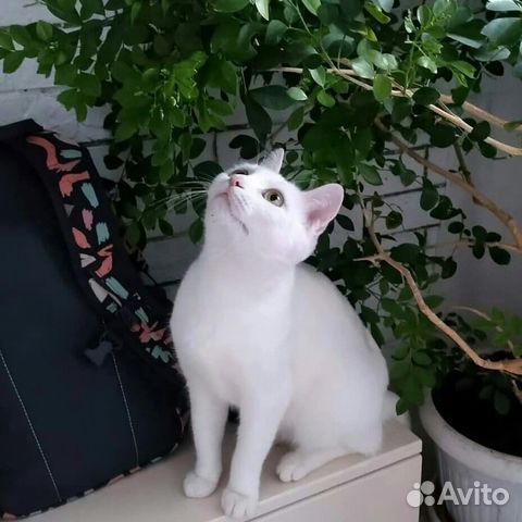 Кошк Айюна и Симона ищут хозяев. В хорошие руки