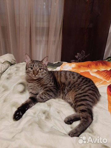 Тигран в поисках дома