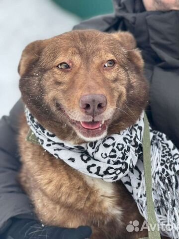 Собака шоколадного цвета в добрые руки