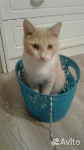 Кошечка-красавица