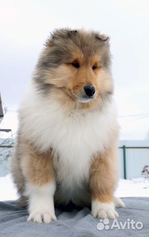Колли - щенки, соболиные парни