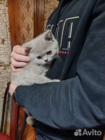 Шотландские прямоухие котята